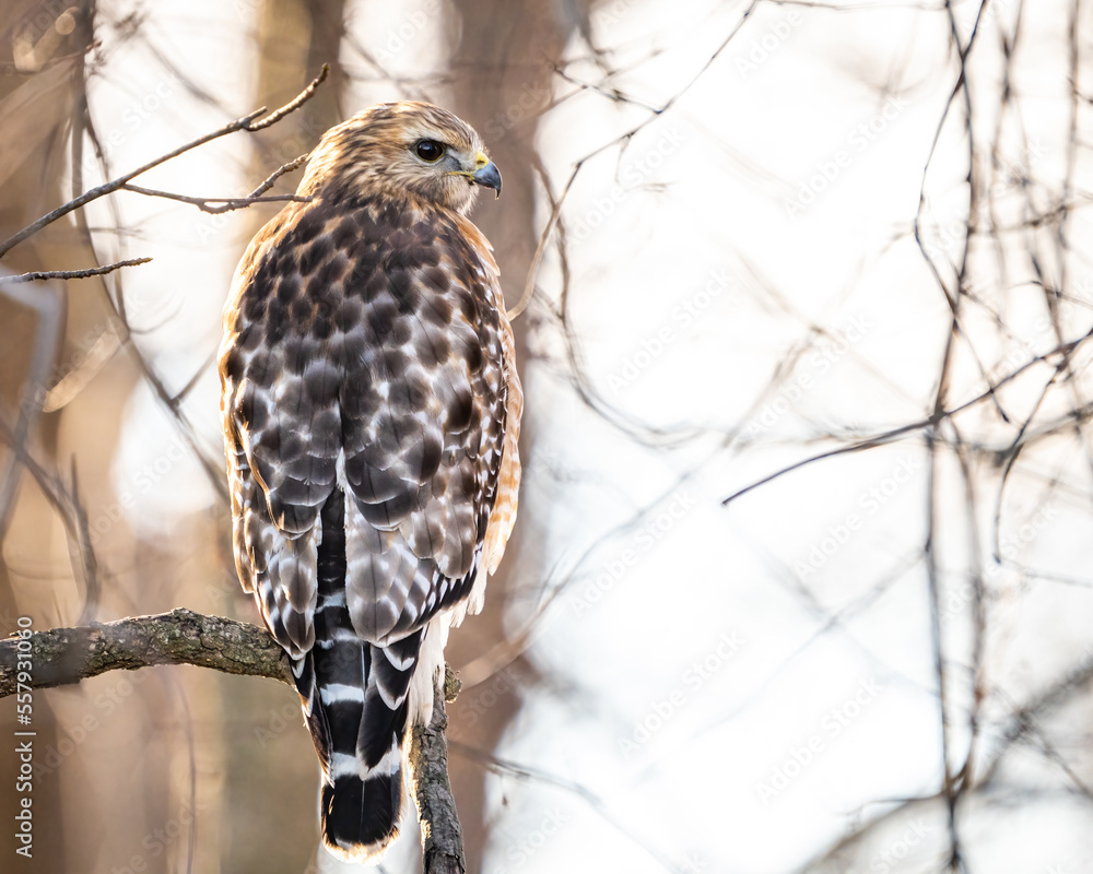 Red Shoulder hawk in flight and on a perch Stock Photo | Adobe Stock