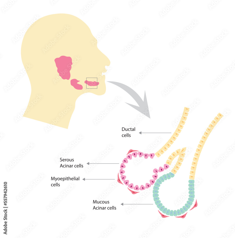Salivary glands cells. Men lateral view with the three salivary glands ...