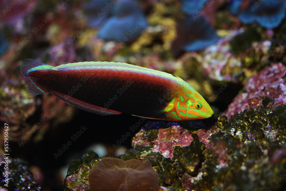 Radiant Wrasse (Halichoeres iridis) from Western Indian Ocean Stock ...