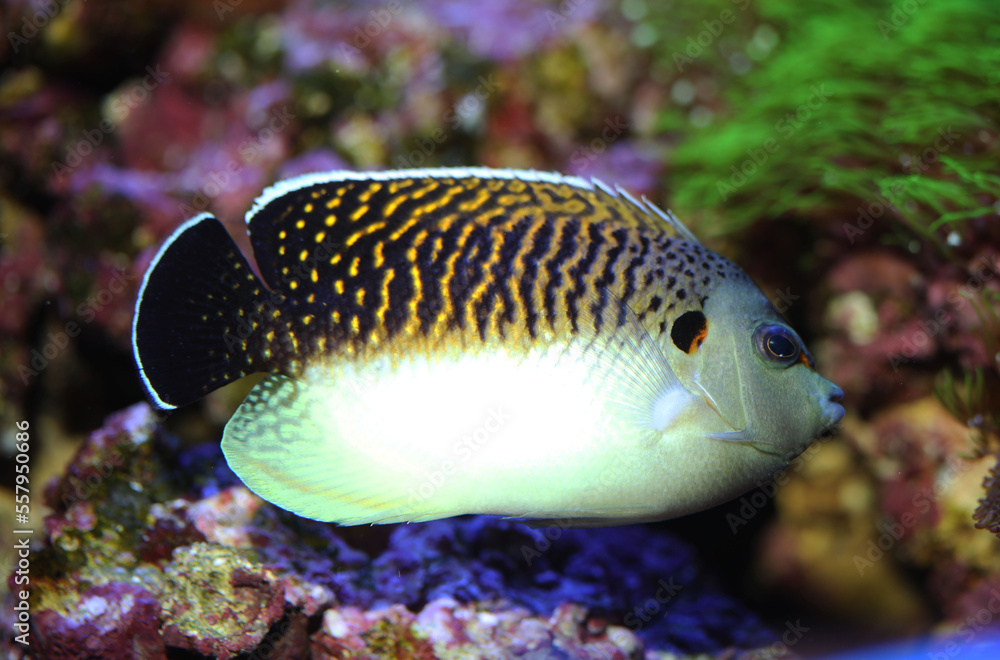 Rare and expensive Tiger Angelfish (Apolemichthys kingi) from Deep reef ...