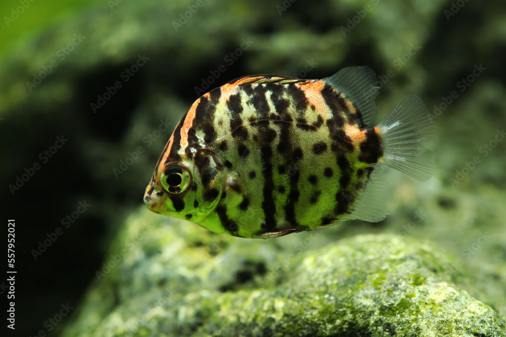 red face scat (Scatophagus argus rubrifrons) swimming in aquarium foto ...