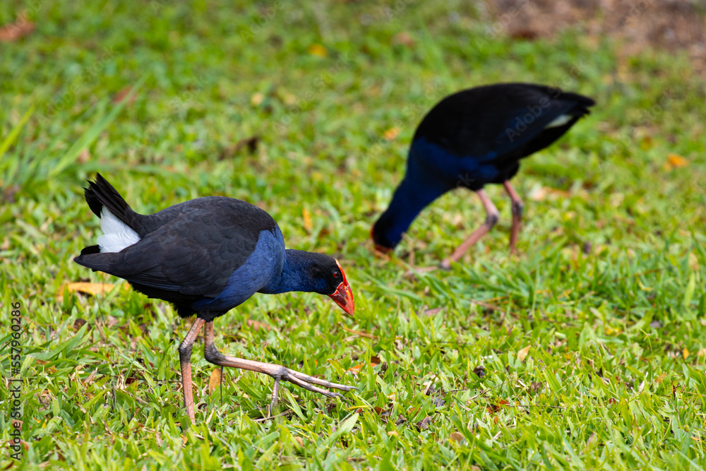 Beautiful colorful large waterhen- Australasian Swamphen (Pūkeko ...