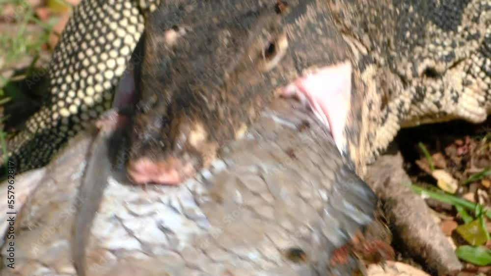 The striped monitor lizard or asian water monitor, (Varanus salvator ...