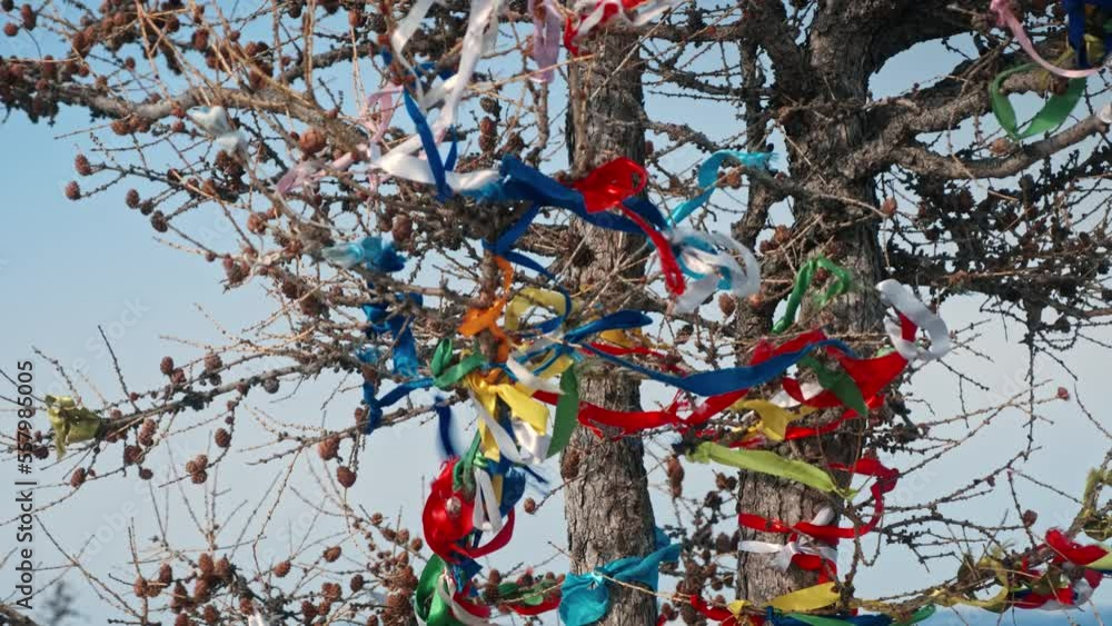 Colored bright ribbons tied to a tree. Buddhist ritual, tradition ...