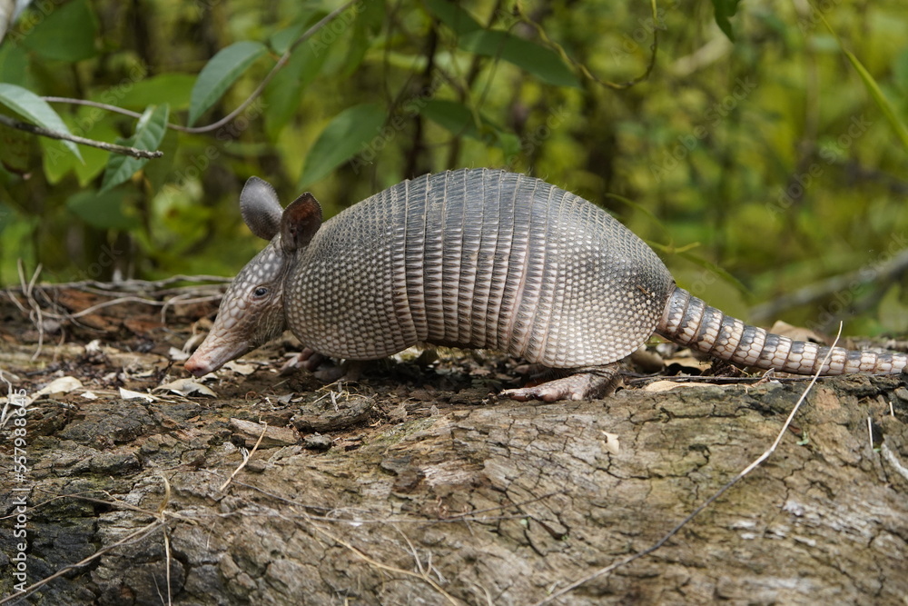 The nine-banded armadillo (Dasypus novemcinctus), also known as the ...