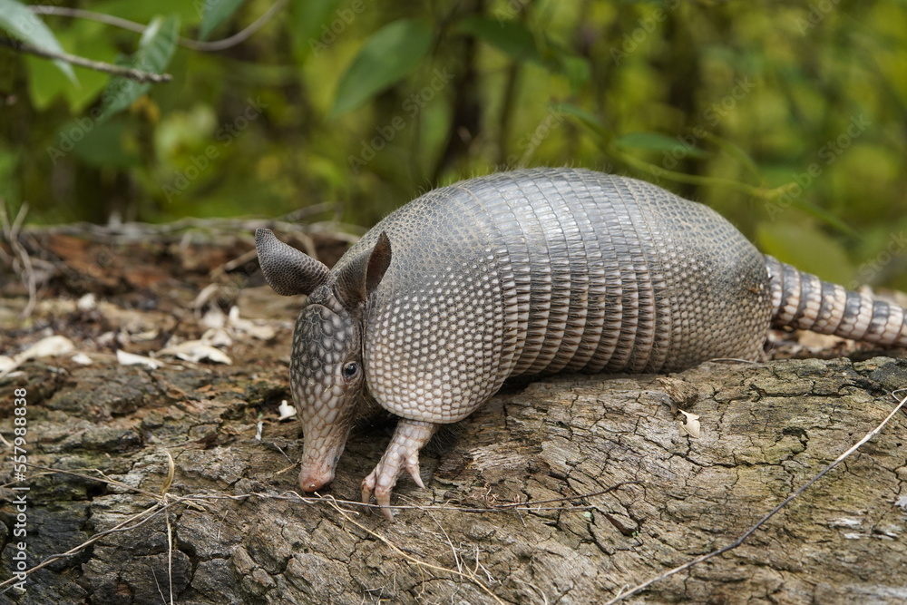 Foto de The nine-banded armadillo (Dasypus novemcinctus), also known as ...