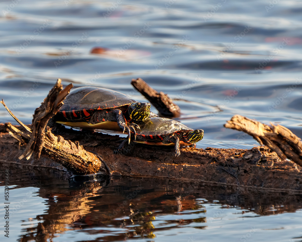 Painted Turtle Photo and Image. Turtles resting on a log in the pond ...