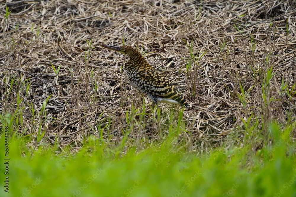 Rufescent Tiger Heron, young bird (Tigrisoma lineatum), also known as ...
