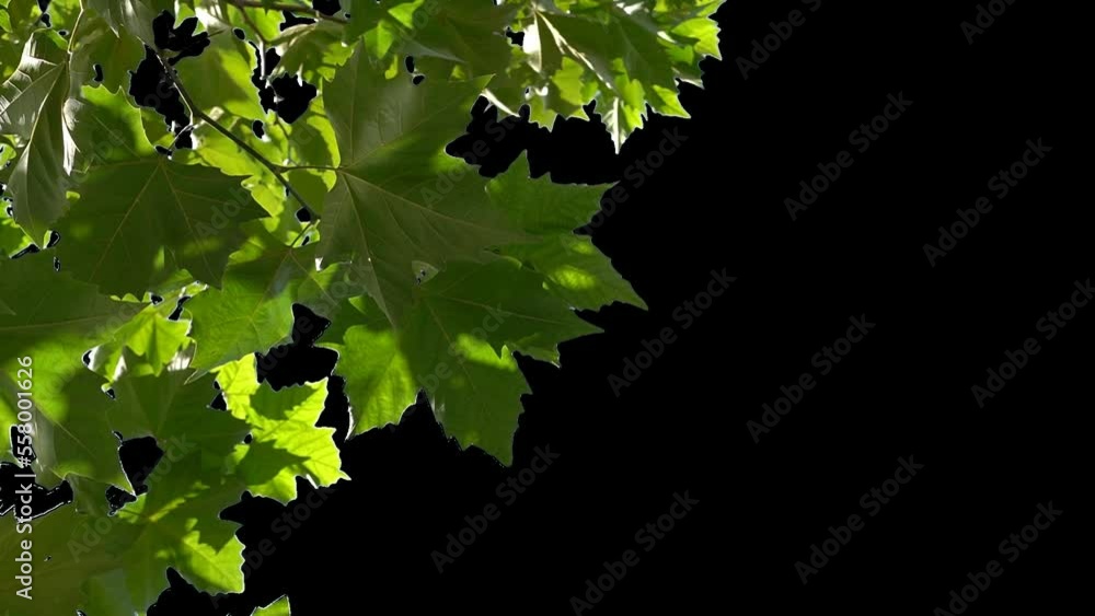 Video „Alpha channel plant tree with a transparent background for ...