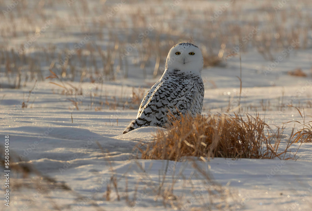 The snowy owl, also known as the polar owl, the white owl and the ...