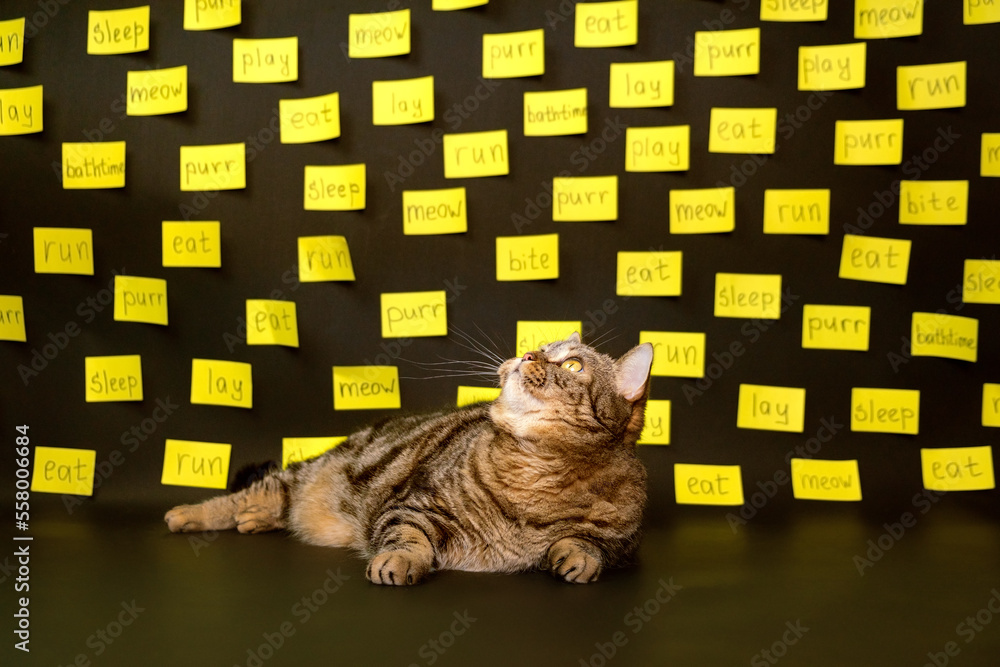 Cat on a black background with yellow sheets for notes with tasks. Cat ...