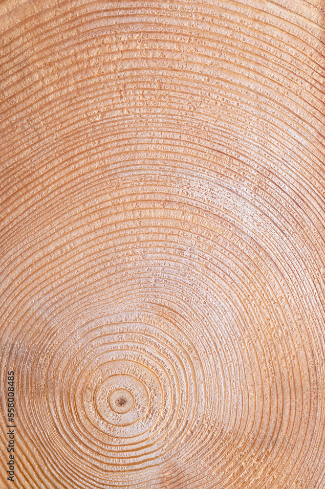 Growth rings of a spruce tree, cross section. Horizontal cut through ...