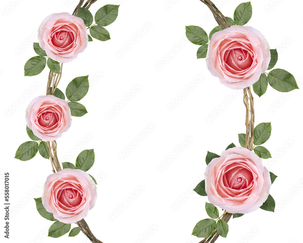 Bunch of of Pink Rose vine with leaf isolated on white background, Rose ...