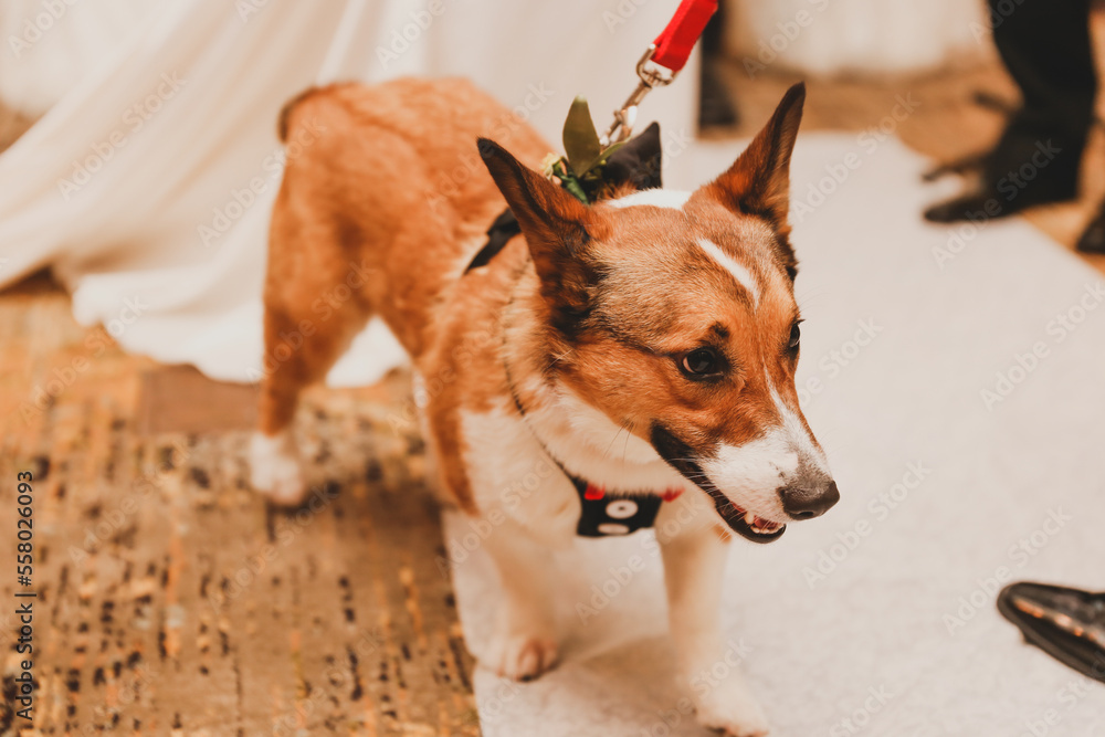Happy Corgi Puppy Face