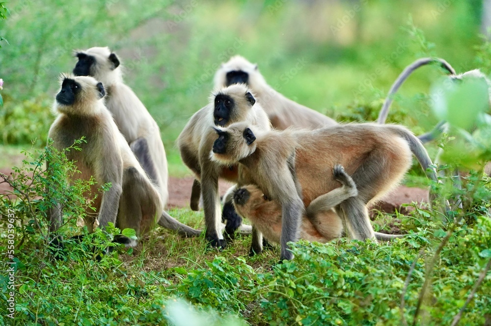 Black face Indian Monkeys or Hanuman langurs or indian langur or monkey ...