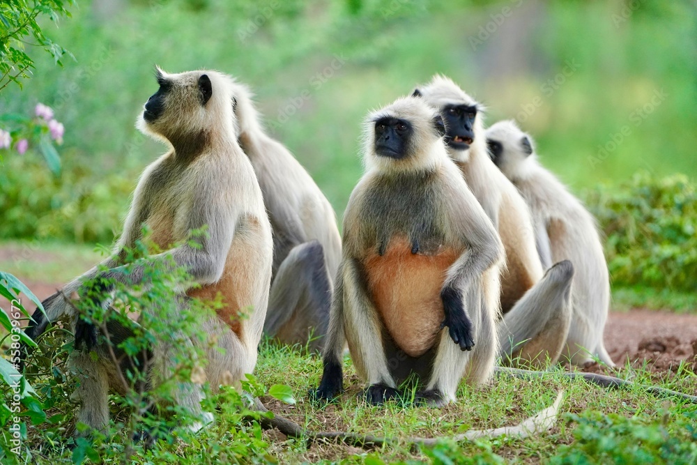 Images Of Indian Monkeys