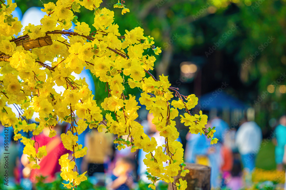 Ochna integerrima, Hoa Mai tree with lucky money. Traditional culture ...