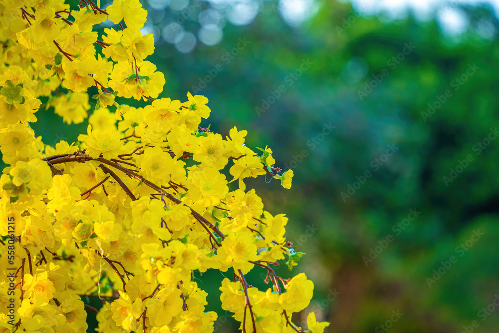 Ochna integerrima, Hoa Mai tree with lucky money. Traditional culture ...