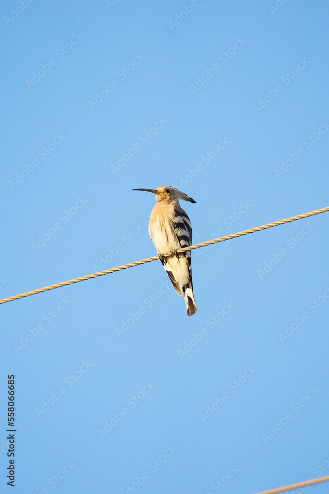 Eurasian hoopoe bird sitting on an electric cable wire with sky ...