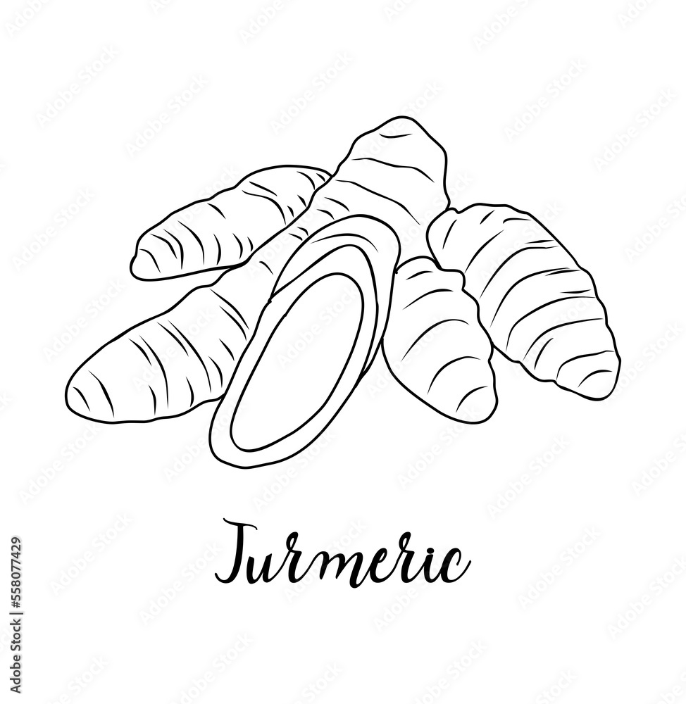 Black and white illustration of turmeric spice on transparent ...