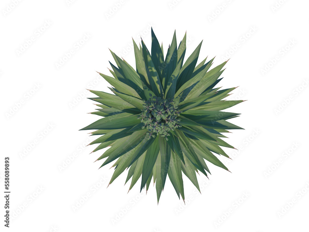 Sisal Hemp top view png alpha channel Stock Illustration | Adobe Stock