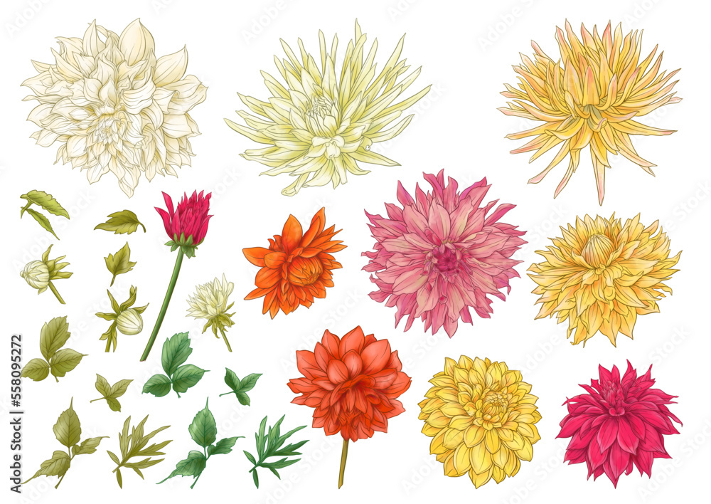 Dahlia Flower Clip Art