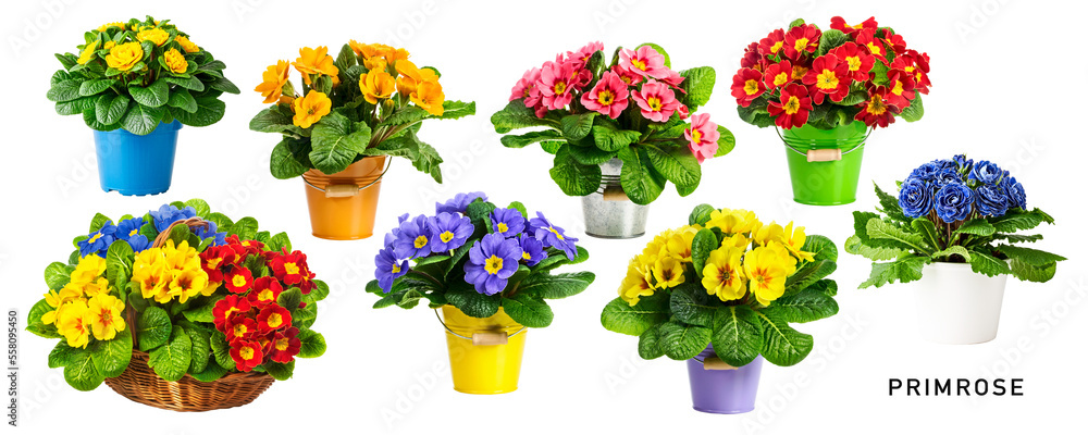 Spring primrose primula flowers in pot set. PNG with transparent ...