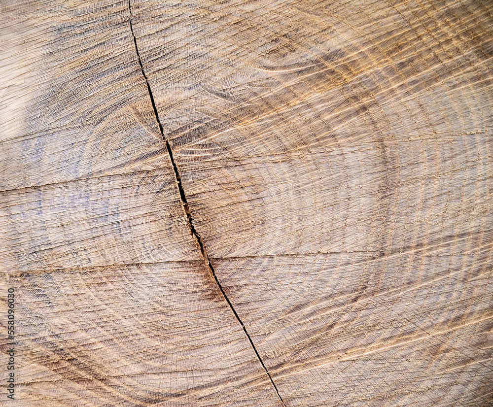 Close-up texture photography of wood. Cut tree trunk.Annual rings on a ...