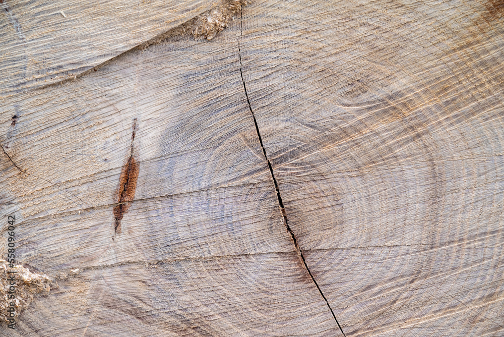 Close-up texture photography of wood. Cut tree trunk.Annual rings on a ...