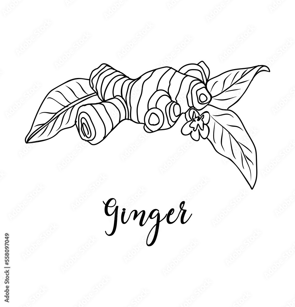 Ilustração do Stock: Black and white illustration of ginger spice on ...