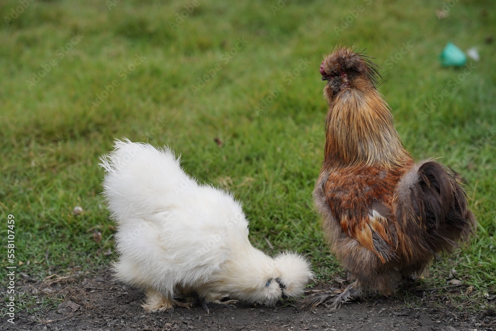 Silkie chicken in backyard, The Silkie is a breed of chicken named for ...