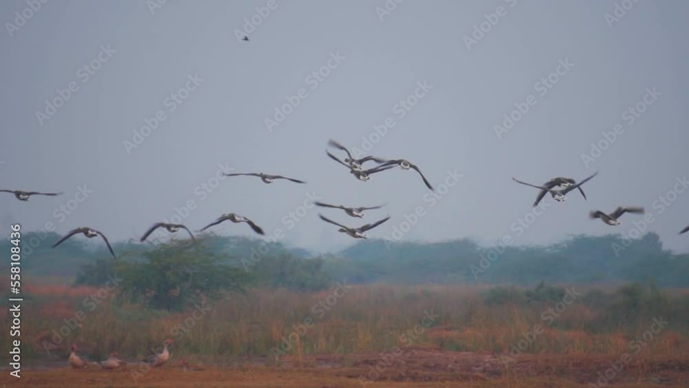 View of trees and flock of birds flying in sky during hazy morning in ...