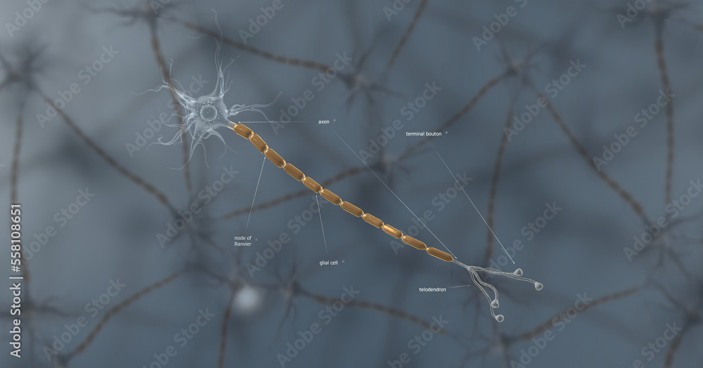 Nerve fibers are one of the three classes of nerve fiber as generally ...