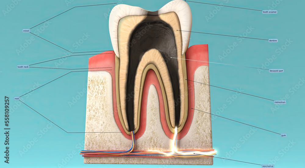 Anatomy of the tooth and gums and the supporting structures surrounding ...
