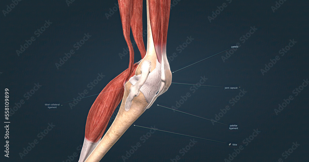 Knee joint anatomy, different structures in and around the knee. Stock ...