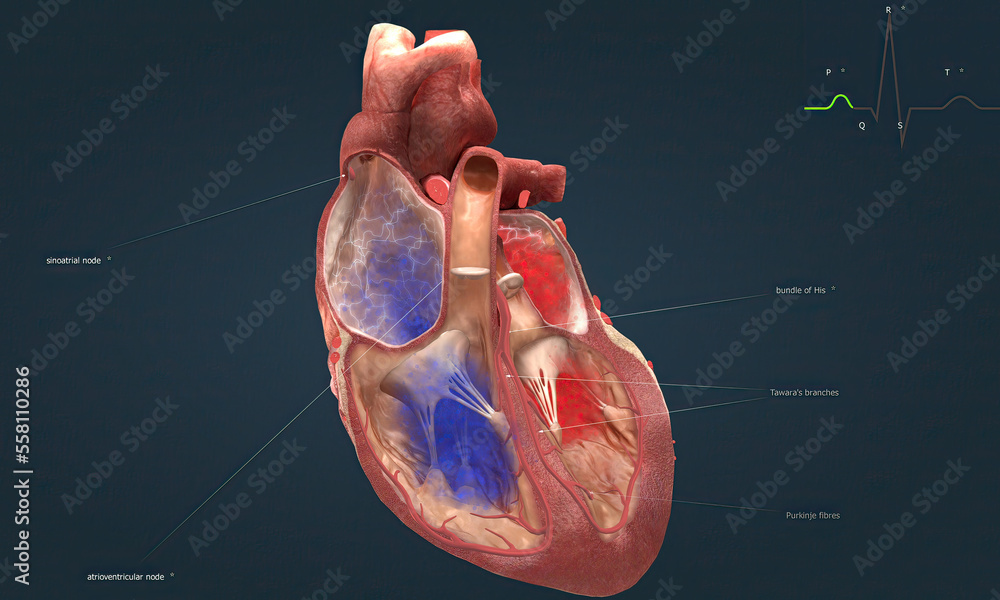 Cardiac Conduction The heart conduction system is the network of nodes ...
