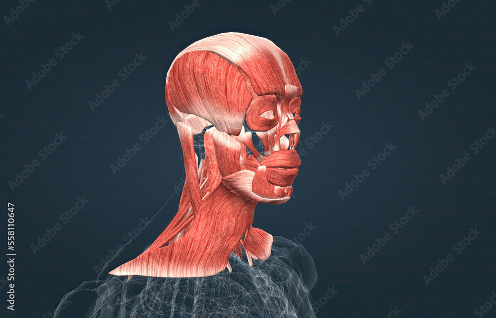Anatomy of male head muscular system Stock Illustration | Adobe Stock