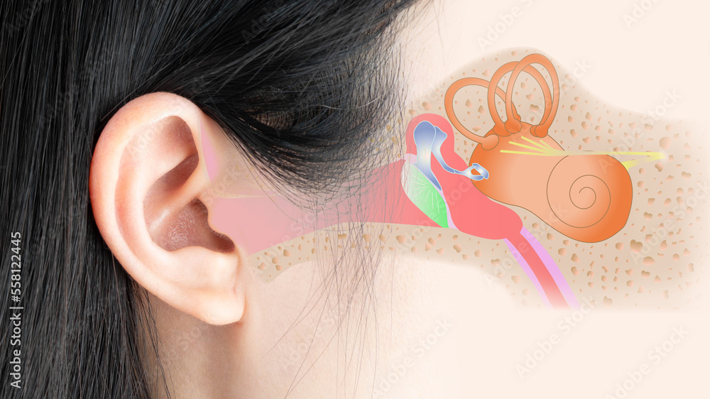 Human ear anatomy of the outer, middle, and inner ear. Otology and ...