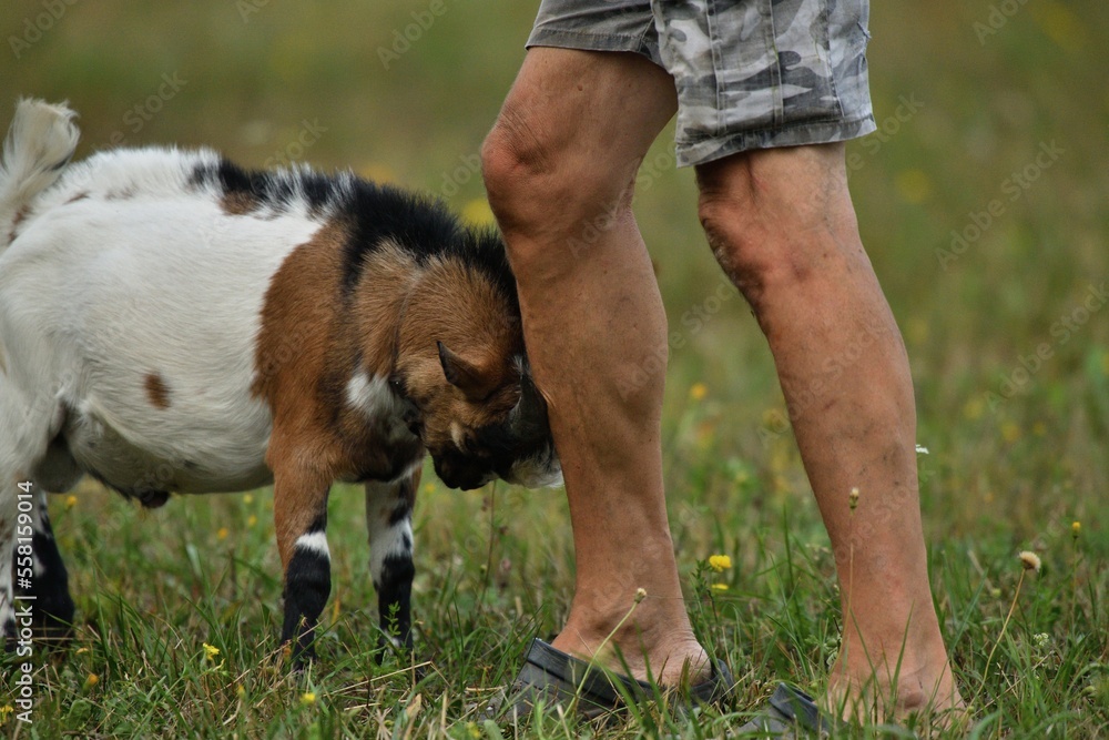 Domestic goat with horns to nuzzle to the human´s foot Stock Photo ...