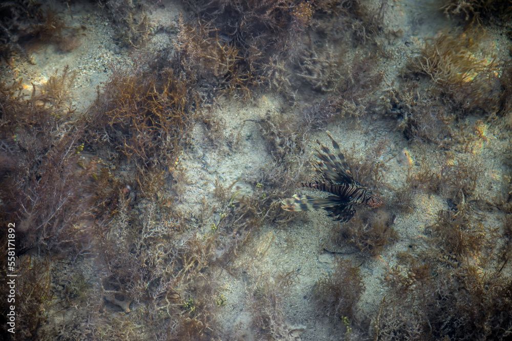 Lionfish in shallow water. Dangerous and poisonous fish. Beautiful fish ...