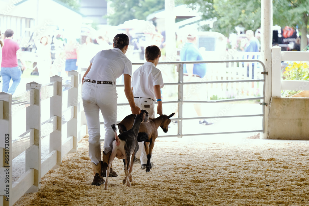 Goat show at county fair showing rural lifestyle event. Stock Photo ...