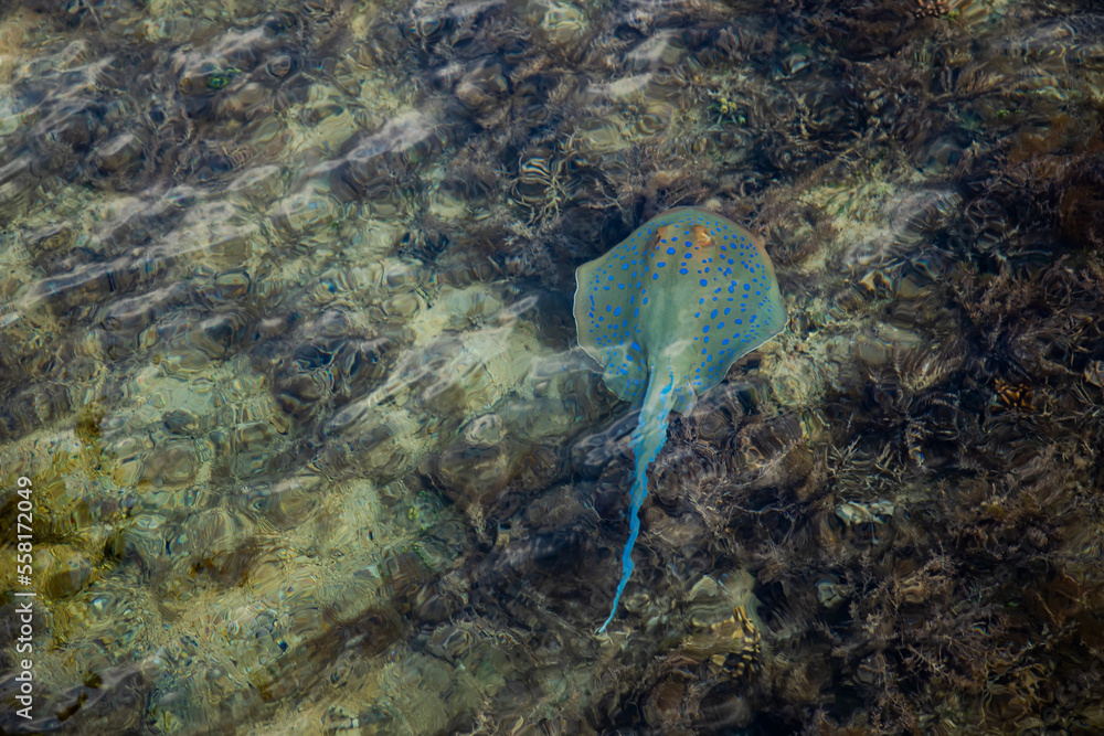 Beautiful electric stingray underwater. Large stingray in shallow water ...