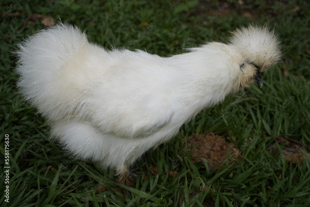 The Silkie (also known as the Silky or Chinese silk chicken) is a breed ...