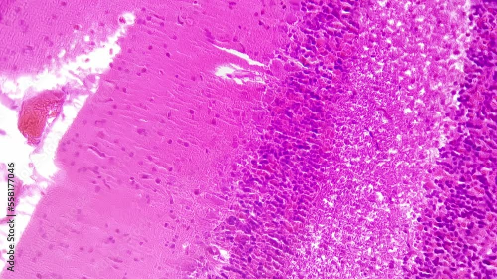 High magnification of human cerebellum 400x in section shown on white ...
