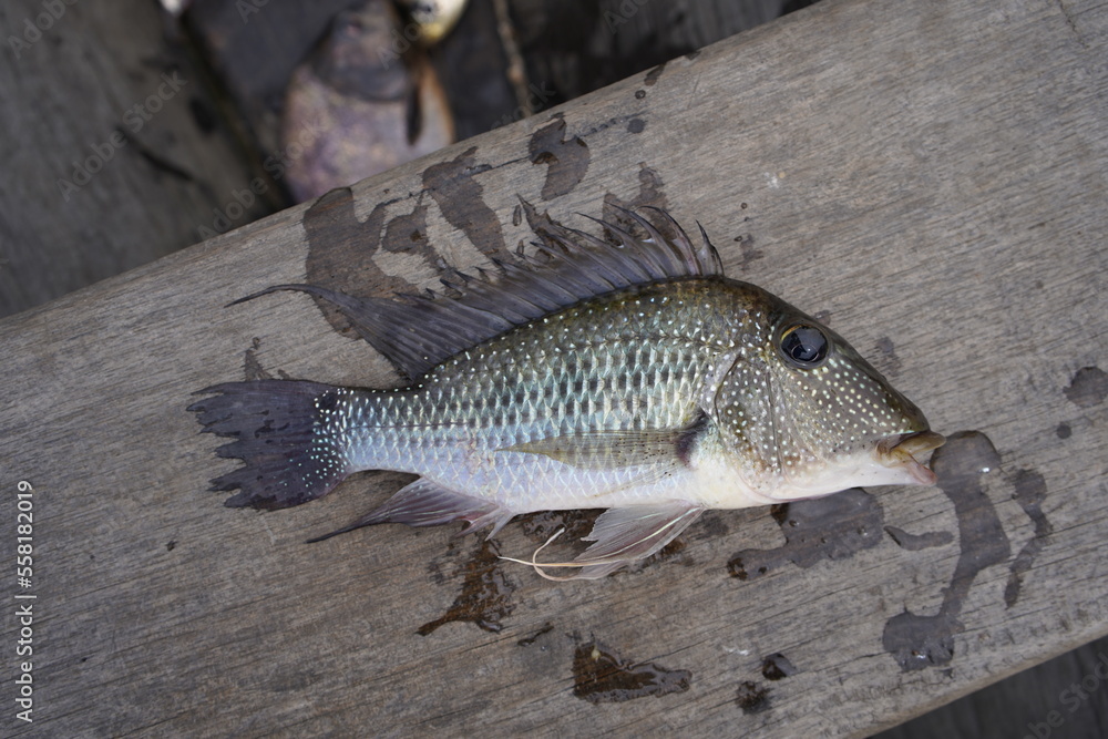 Cichlids are fish from the family Cichlidae in the order Cichliformes ...