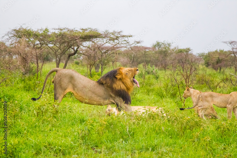 The lions (Panthera leo) are one of the most important parts of African ...