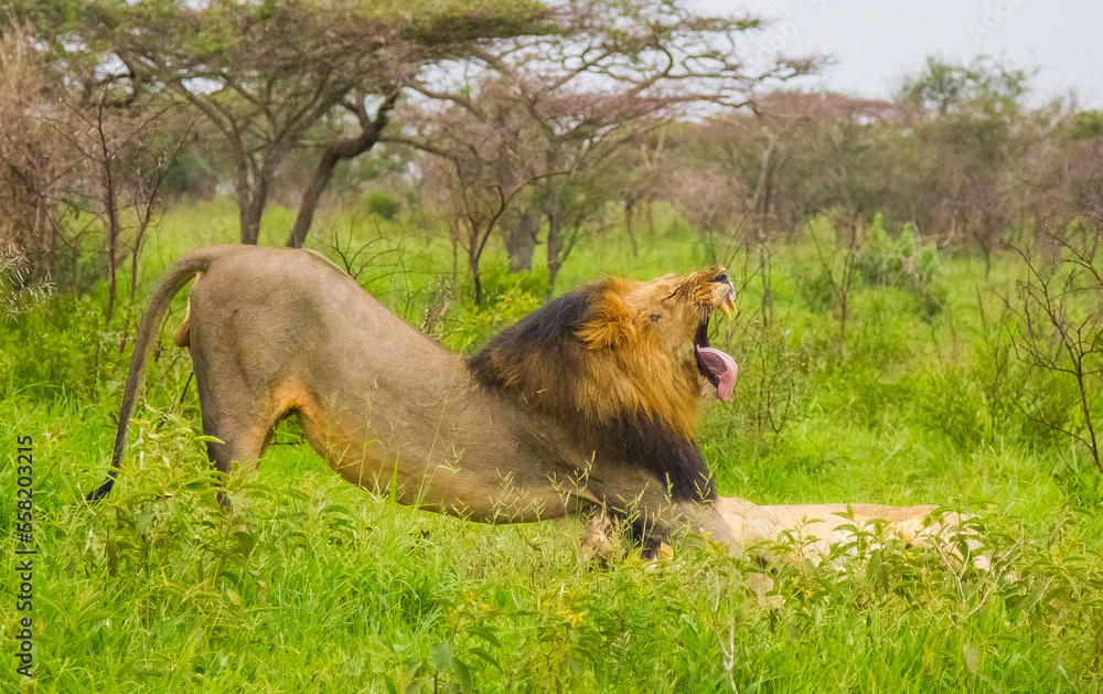 The lions (Panthera leo) are one of the most important parts of African ...