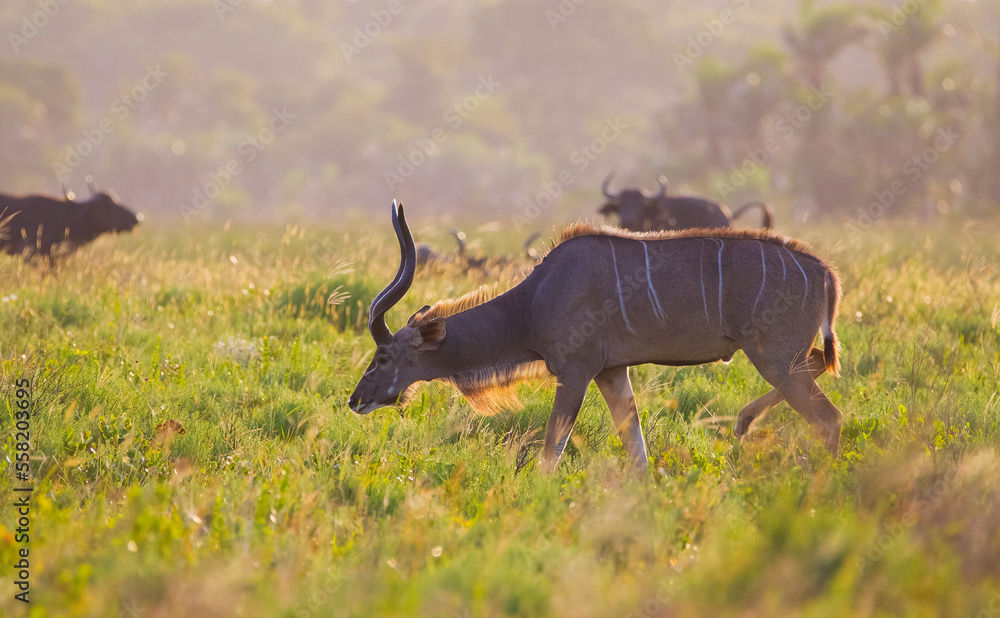 Kudus is two species of antelope of the genus Tragelaphus: Small kudu ...