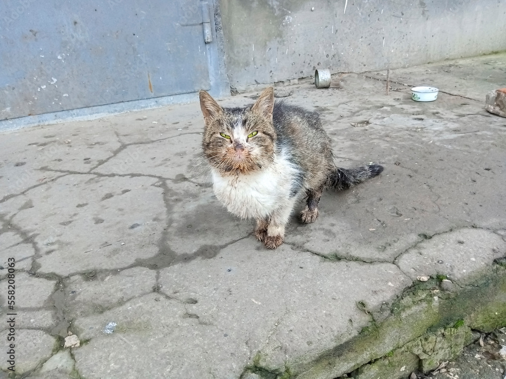 Stray cat is in distressed state, in desperate situation. Winter ...