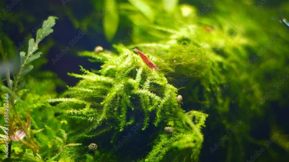 red cherry shrimp clean java moss in planted Dutch Amano style ...